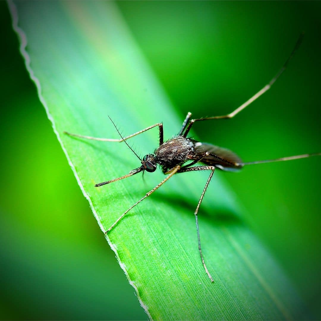 UNE COHABITATION RÉUSSIE AVEC LES…MOUSTIQUES ! - Feerie-Green